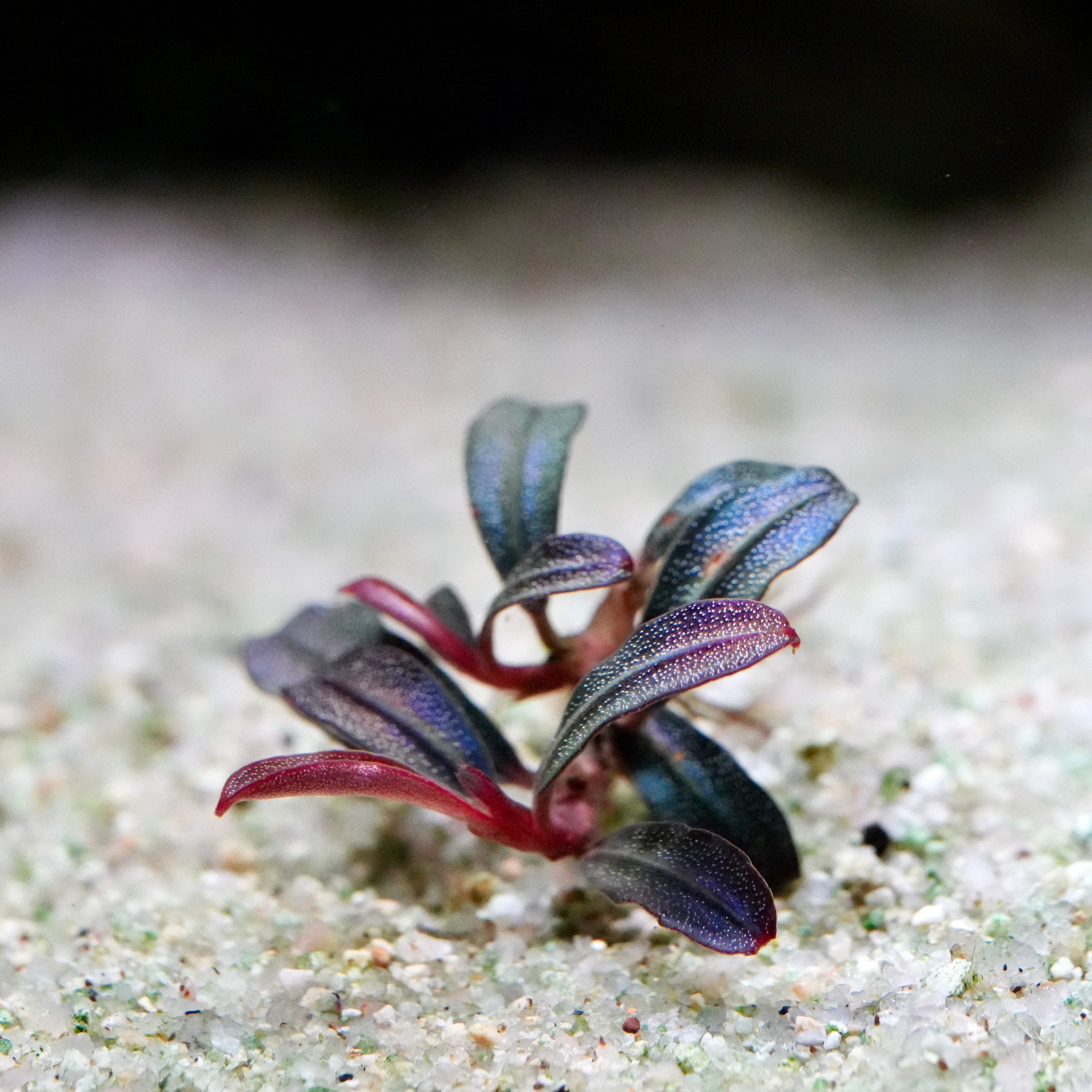 Bucephalandra 'Phoenix Mini' - Rare Aquarium Plant - CloudAqua – Cloud Aqua