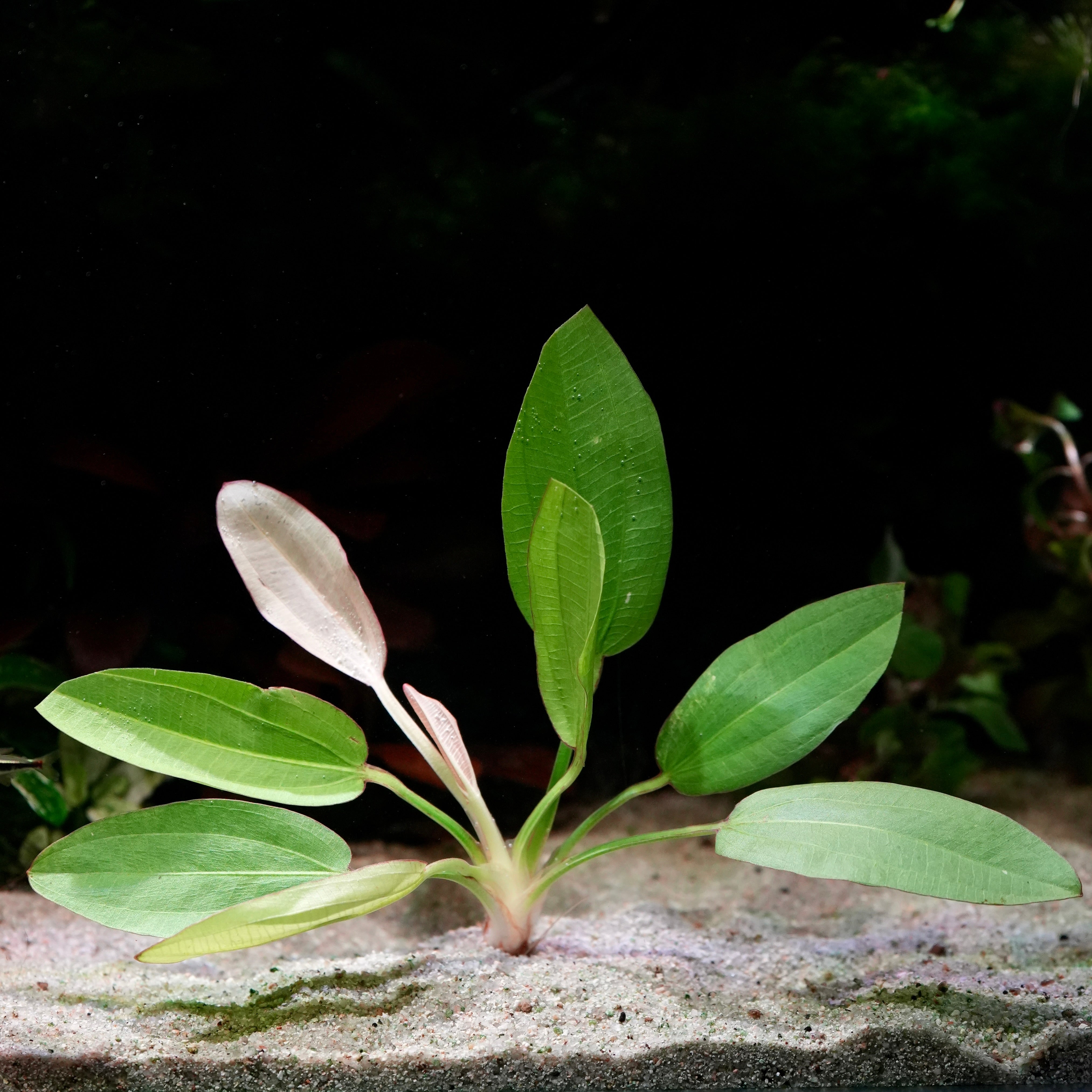 Echinodorus 'Oriental' Amazon Sword - Rare Aquarium Plant - CloudAqua ...