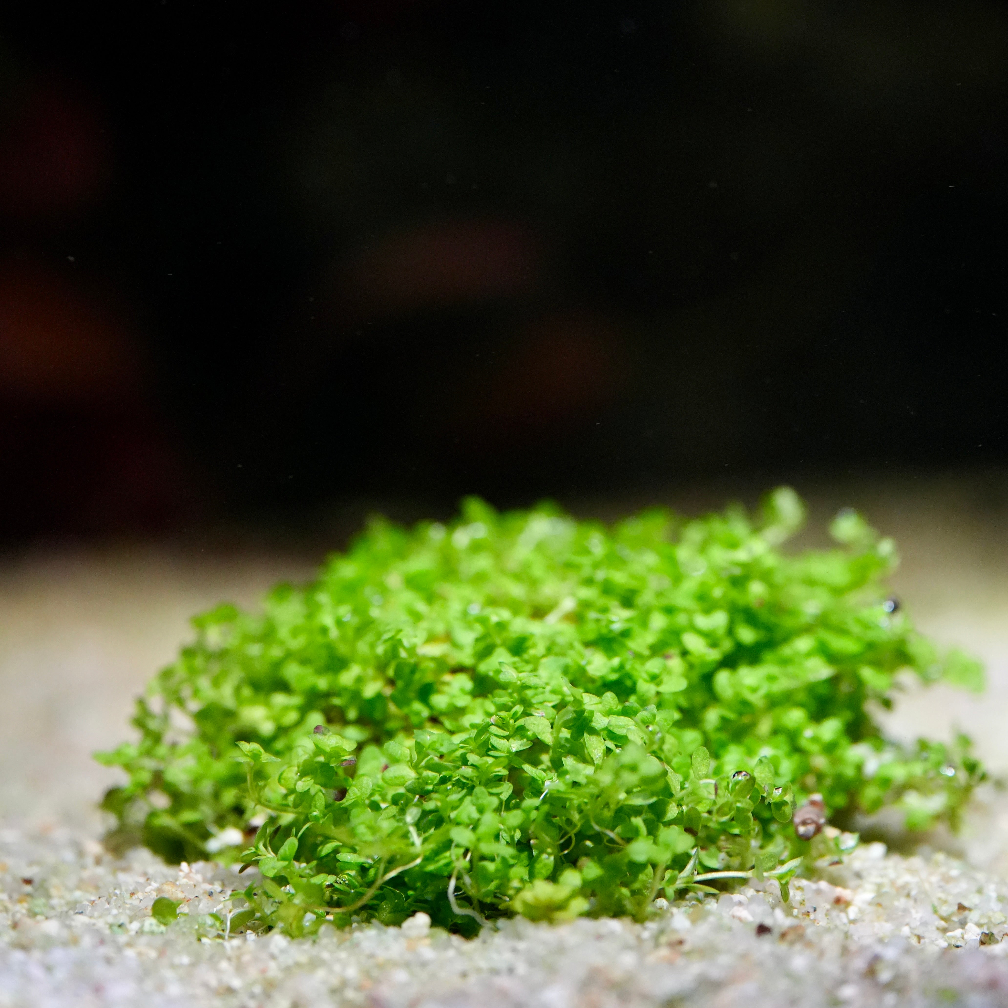 Micranthemum Callitrichoides 'Cuba' - Tropical Aquarium Plant ...