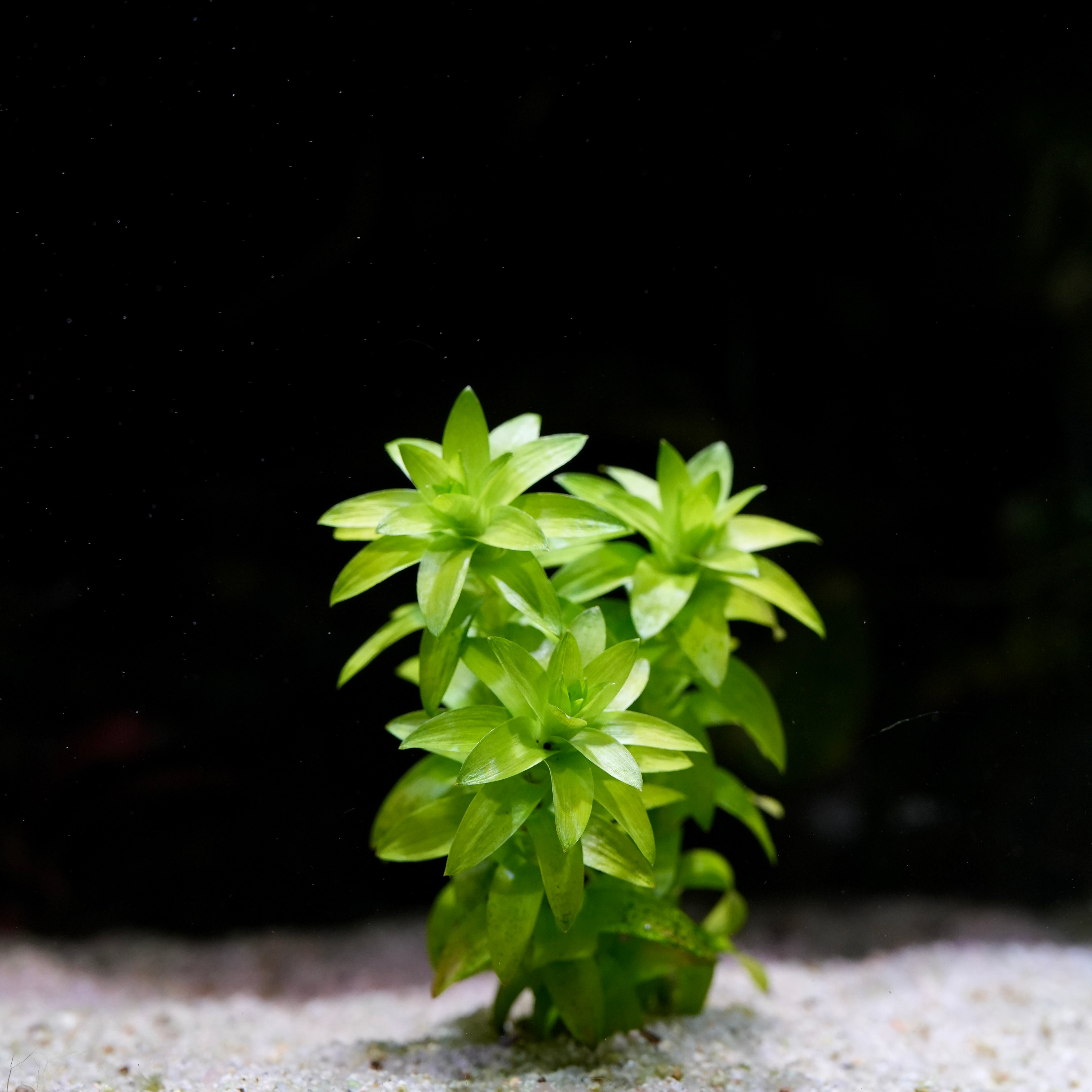 Tonina 'Lotus Blossom' - Rare Tropical Plant - CloudAqua – Cloud Aqua